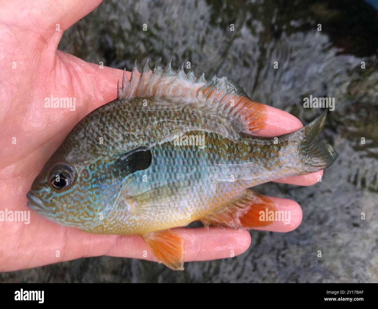 Longear Sunfish Complex (Lepomis megalotis) Actinopterygii Stock Photo ...