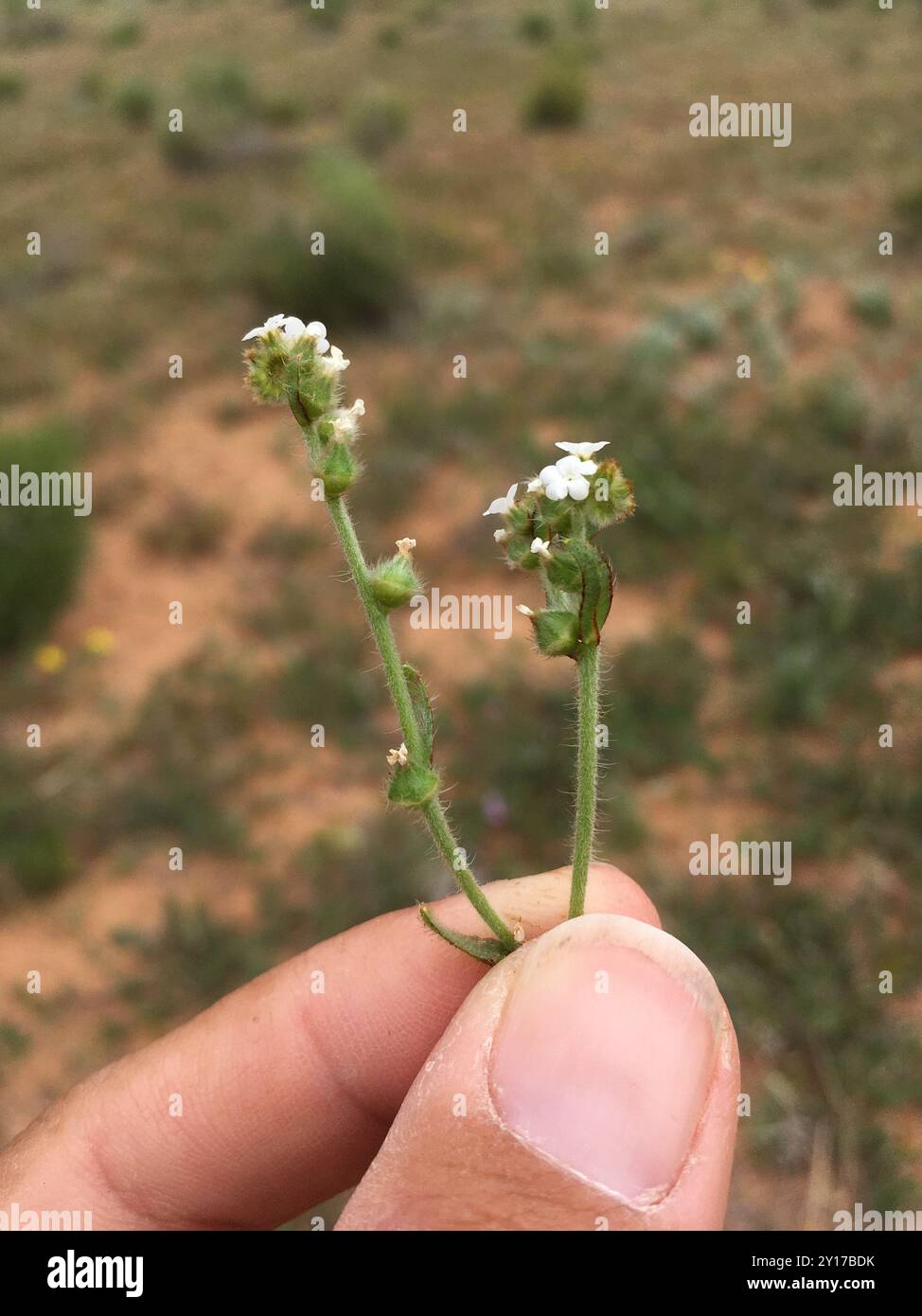 Arizona popcornflower (Plagiobothrys arizonicus) Plantae Stock Photo ...