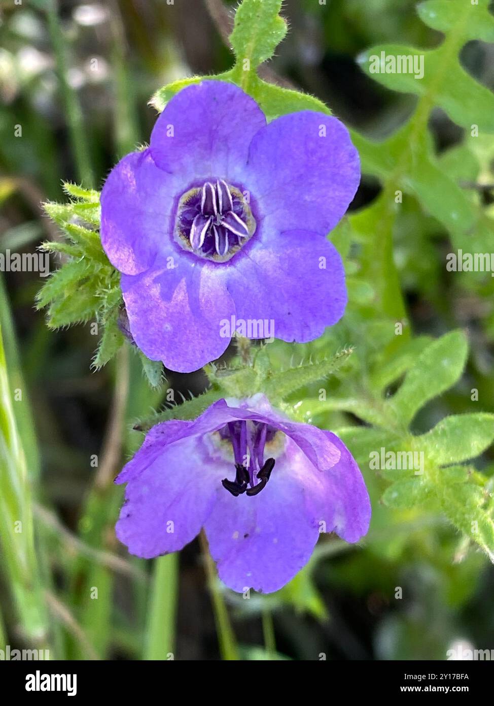 Fiesta Flower (Pholistoma auritum) Plantae Stock Photo - Alamy