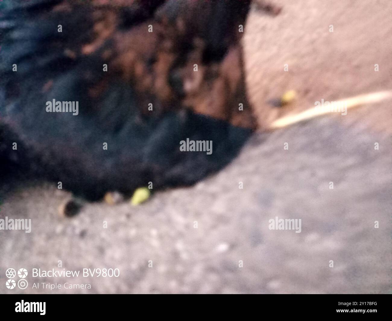 Eastern Australian Raven (Corvus coronoides coronoides) Aves Stock ...