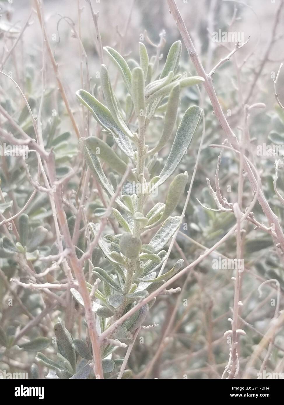 Cattle Saltbush (Atriplex polycarpa) Plantae Stock Photo - Alamy