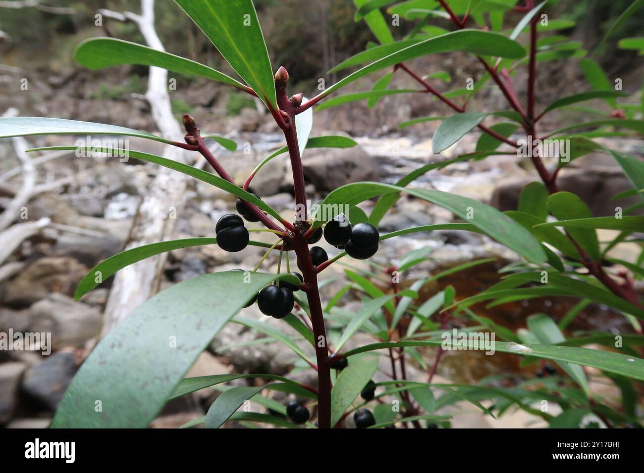 Mountain Pepper (Tasmannia lanceolata) Plantae Stock Photo - Alamy