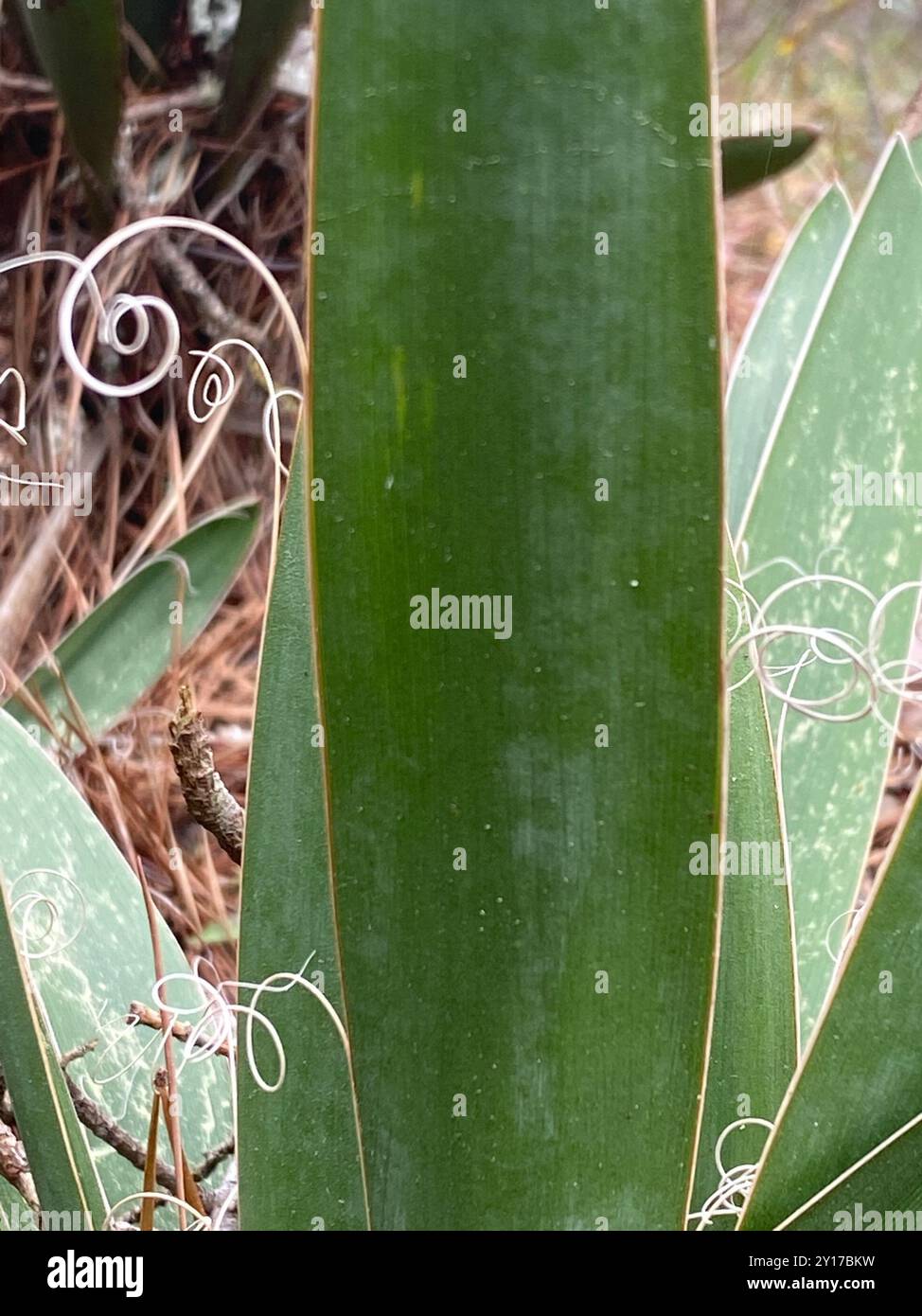 common yucca (Yucca filamentosa) Plantae Stock Photo - Alamy