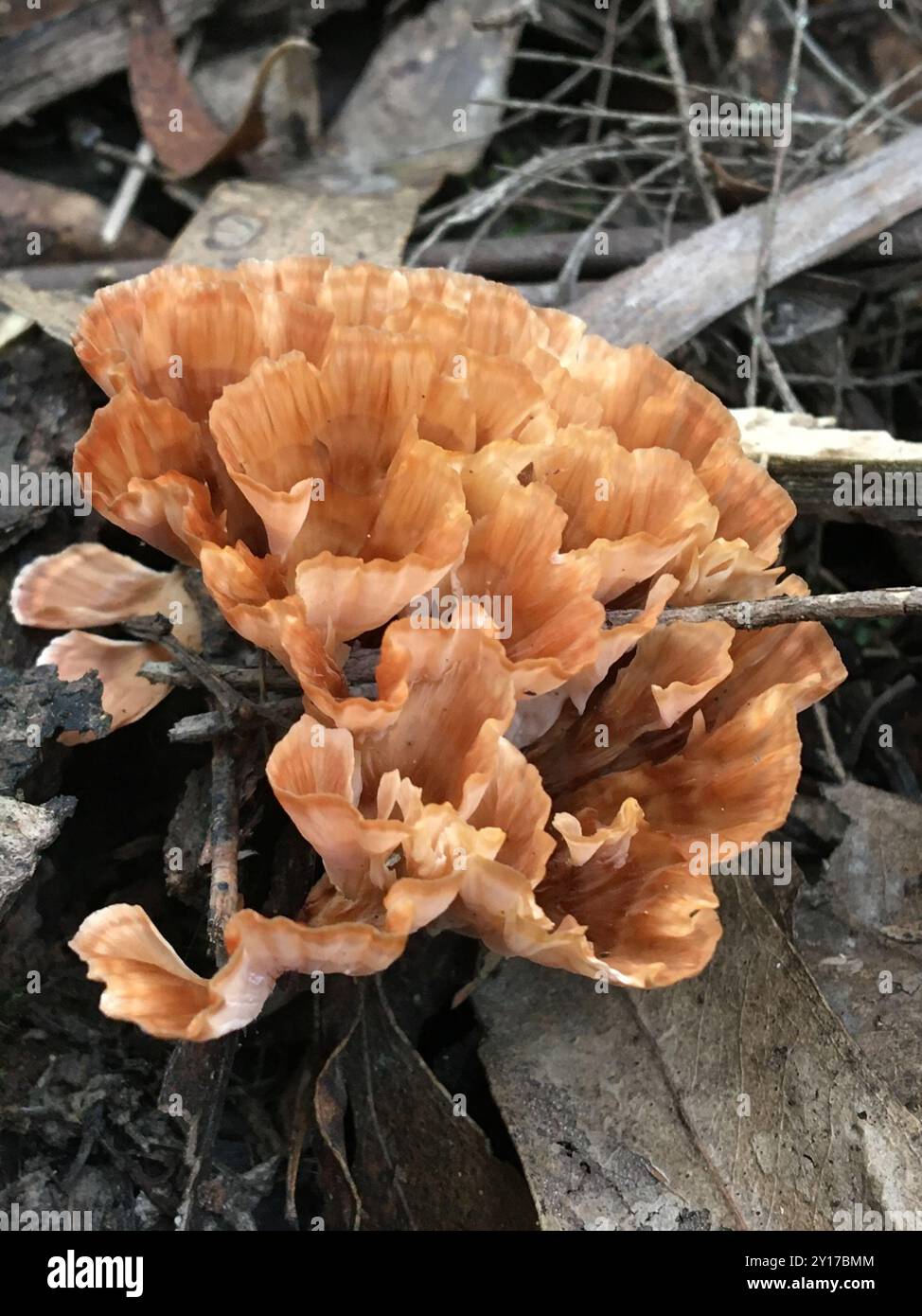 Wine Glass Fungus (Podoscypha petalodes) Fungi Stock Photo - Alamy