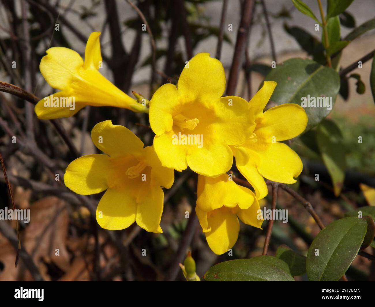 yellow jessamine (Gelsemium sempervirens) Plantae Stock Photo - Alamy