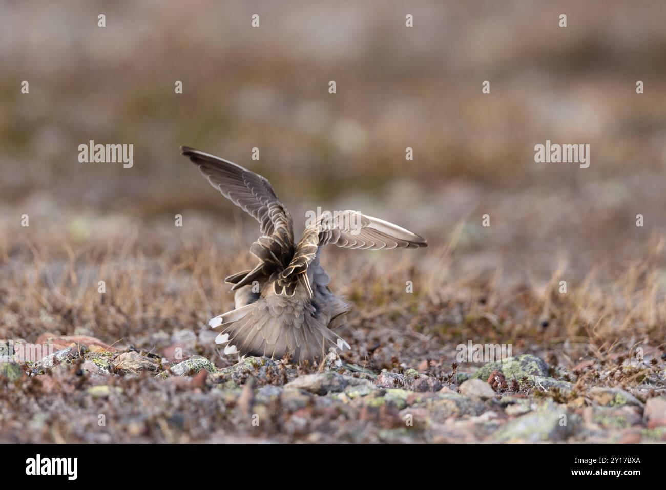 Eurasian Dotterel nesting on its breeding grounds in Arctic Norway ...