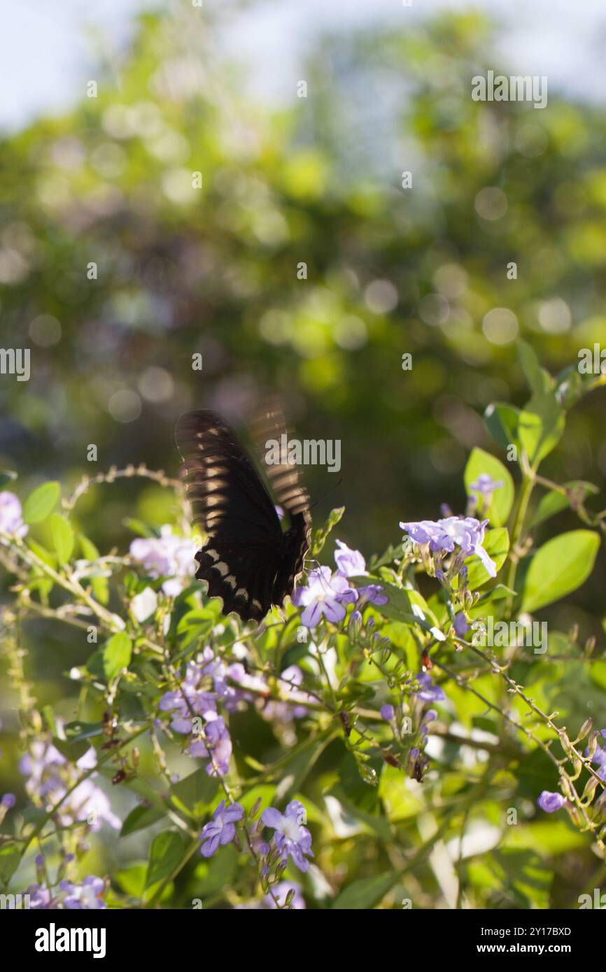 Polydamas Swallowtail (Battus polydamas) Insecta Stock Photo - Alamy