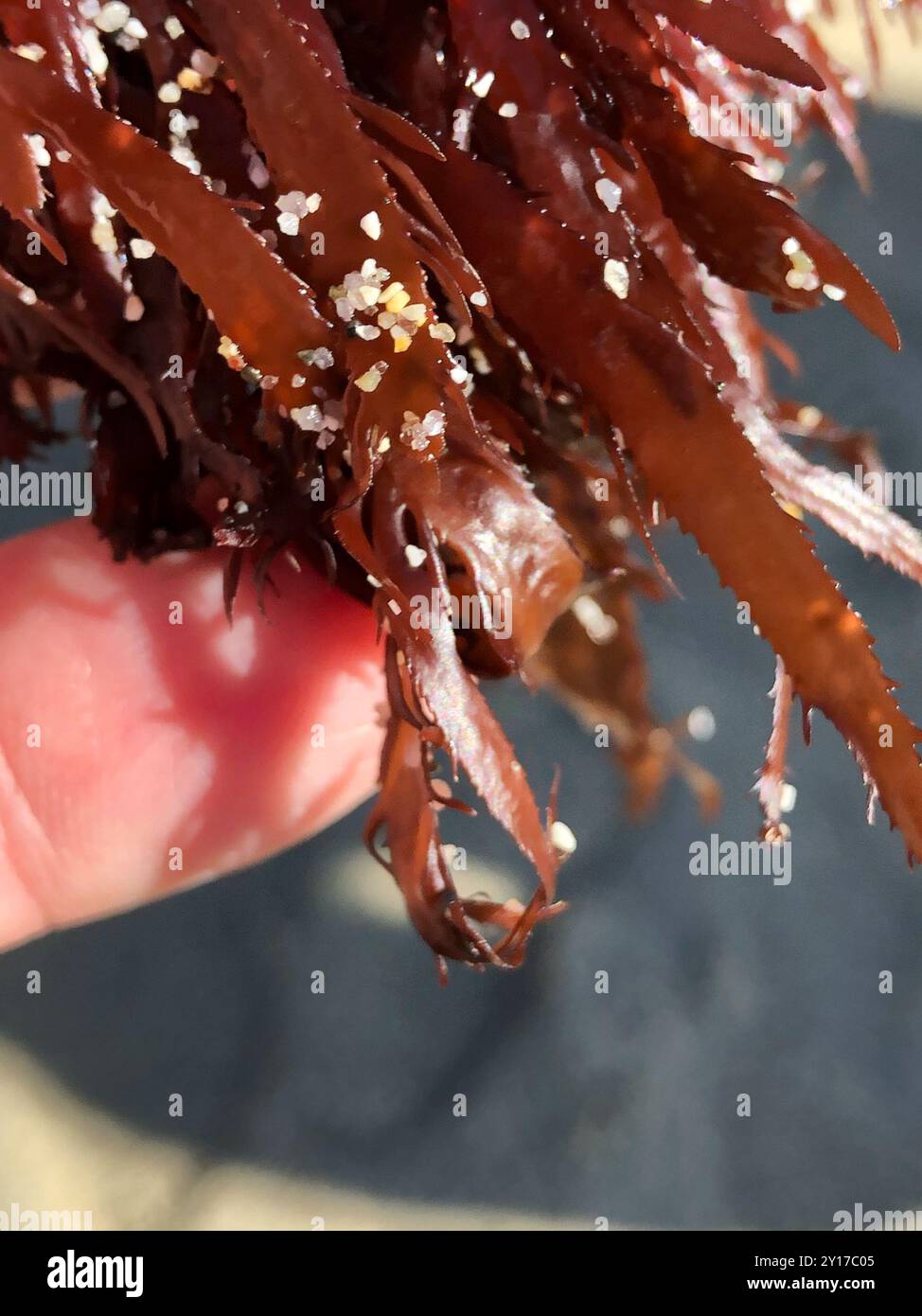 (Farlowia compressa) Plantae Stock Photo - Alamy