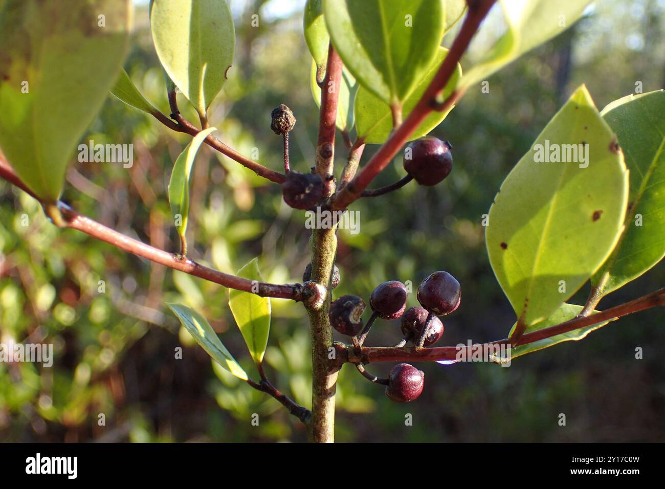 Large Gallberry (Ilex coriacea) Plantae Stock Photo - Alamy