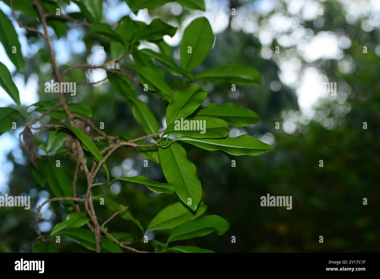 (Embelia drupacea) Plantae Stock Photo - Alamy