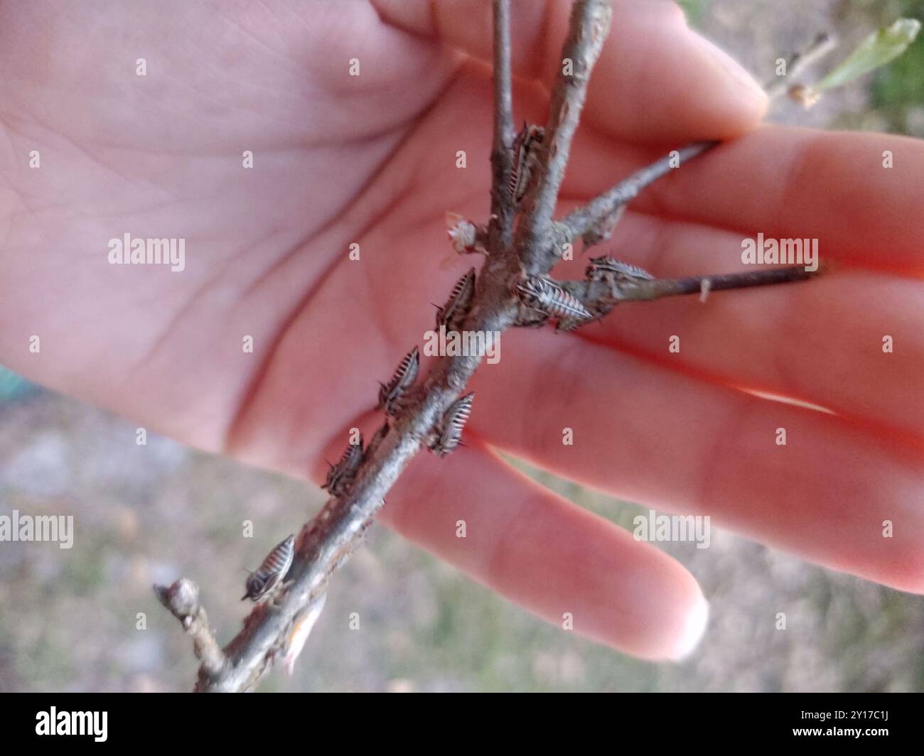 Oak Treehopper (Platycotis vittata) Insecta Stock Photo - Alamy