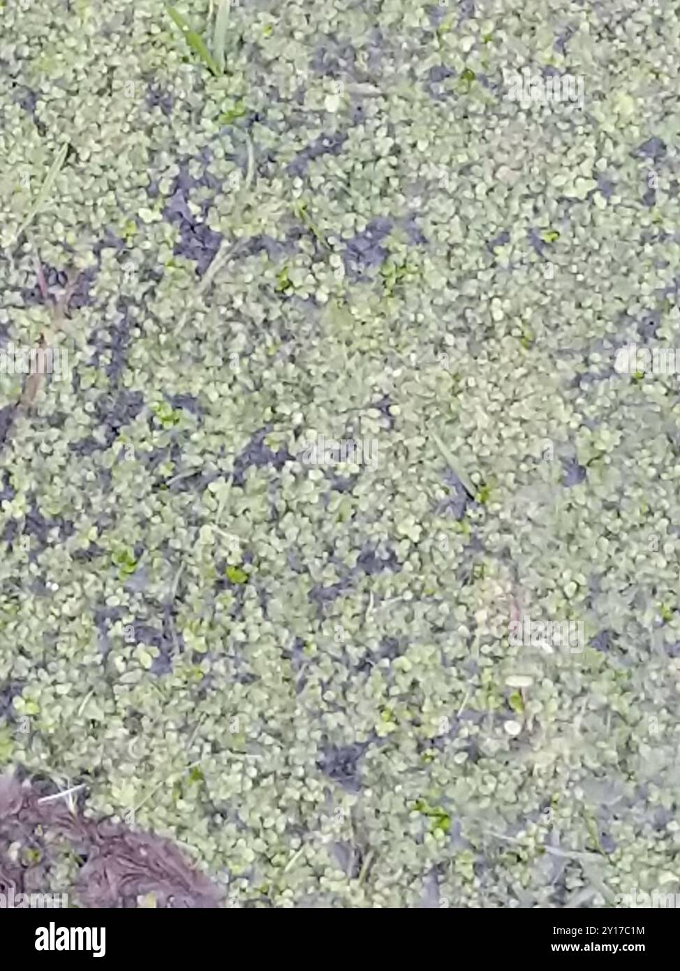duckweeds (Lemnoideae) Plantae Stock Photo - Alamy