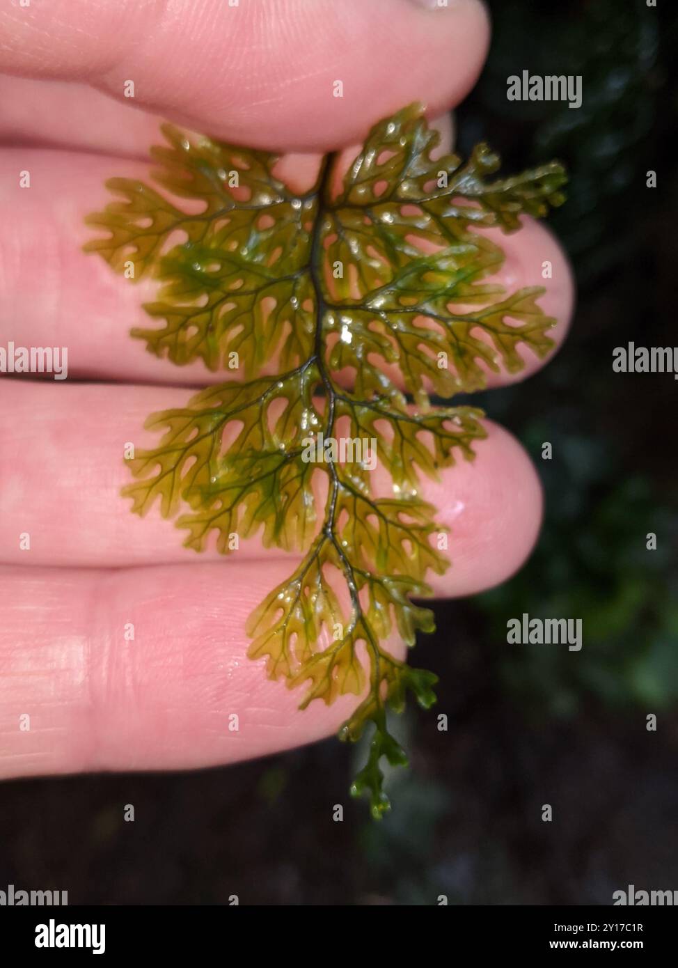 Piripiri (Hymenophyllum sanguinolentum) Plantae Stock Photo - Alamy