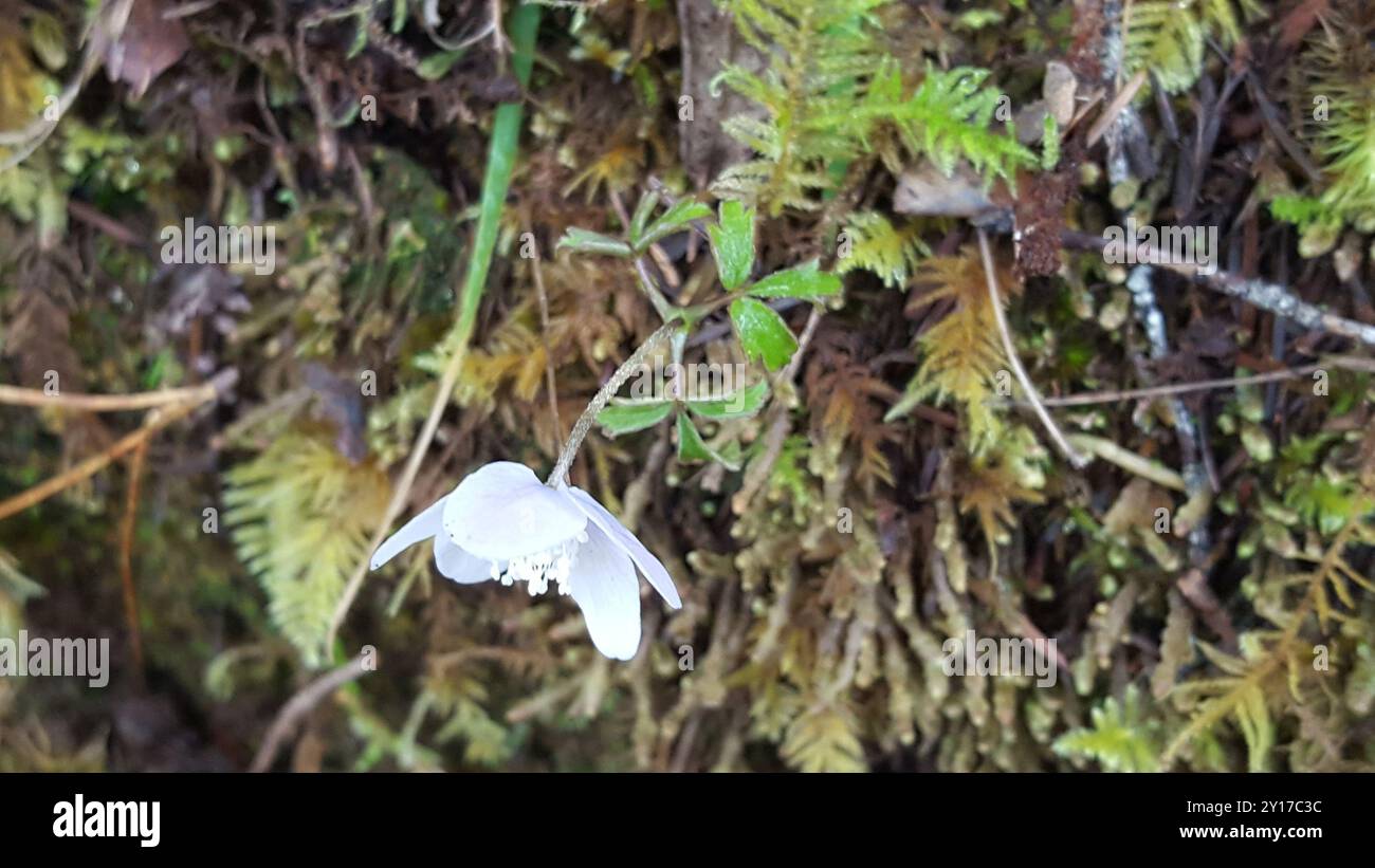 Oregon anemone (Anemonoides oregana) Plantae Stock Photo - Alamy