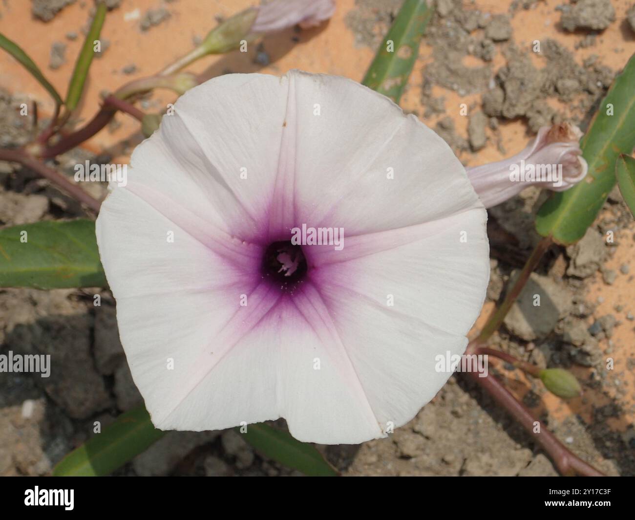 Water Morning Glory (Ipomoea aquatica) Plantae Stock Photo - Alamy