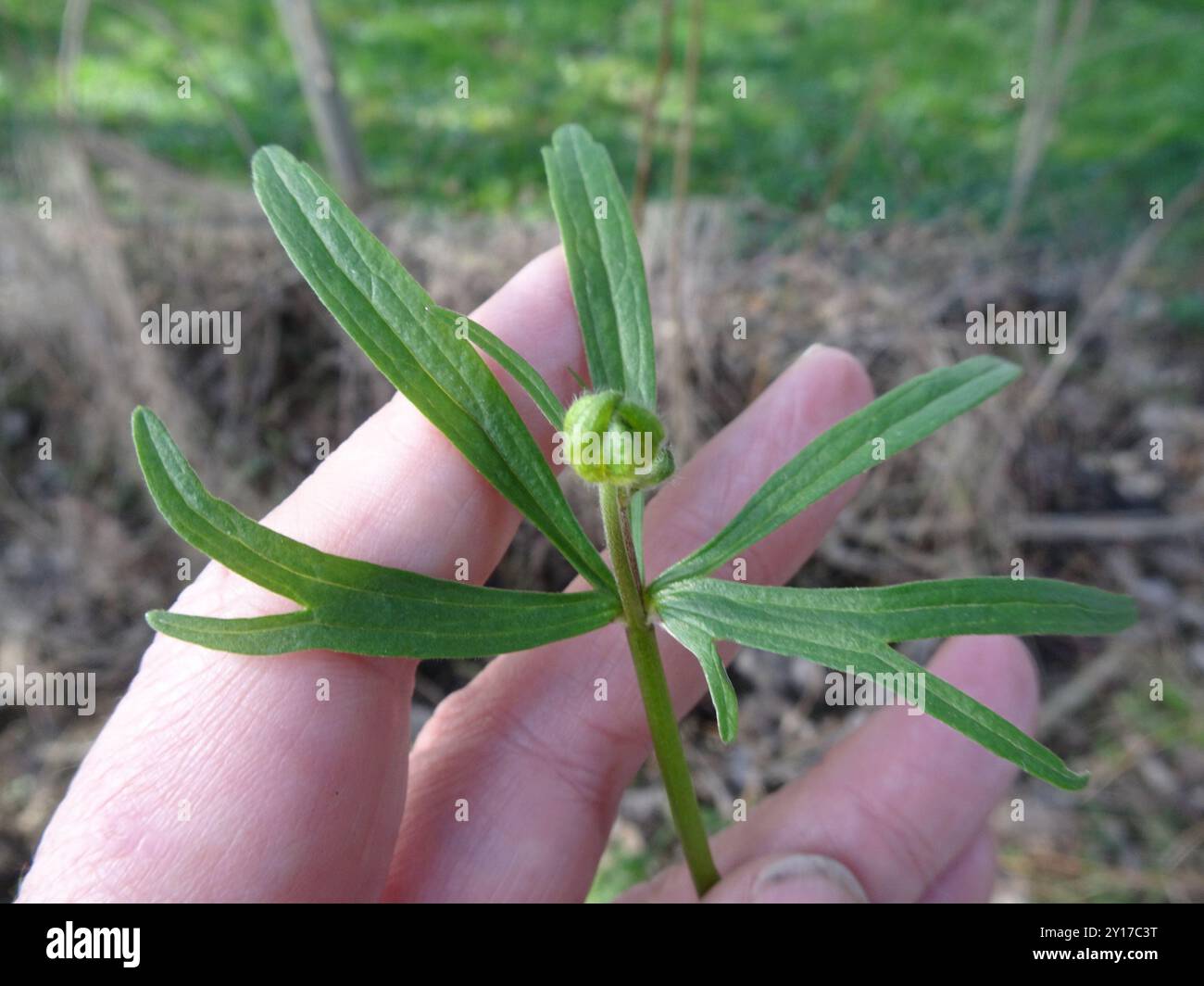 Goldilocks Buttercup (Ranunculus auricomus) Plantae Stock Photo - Alamy
