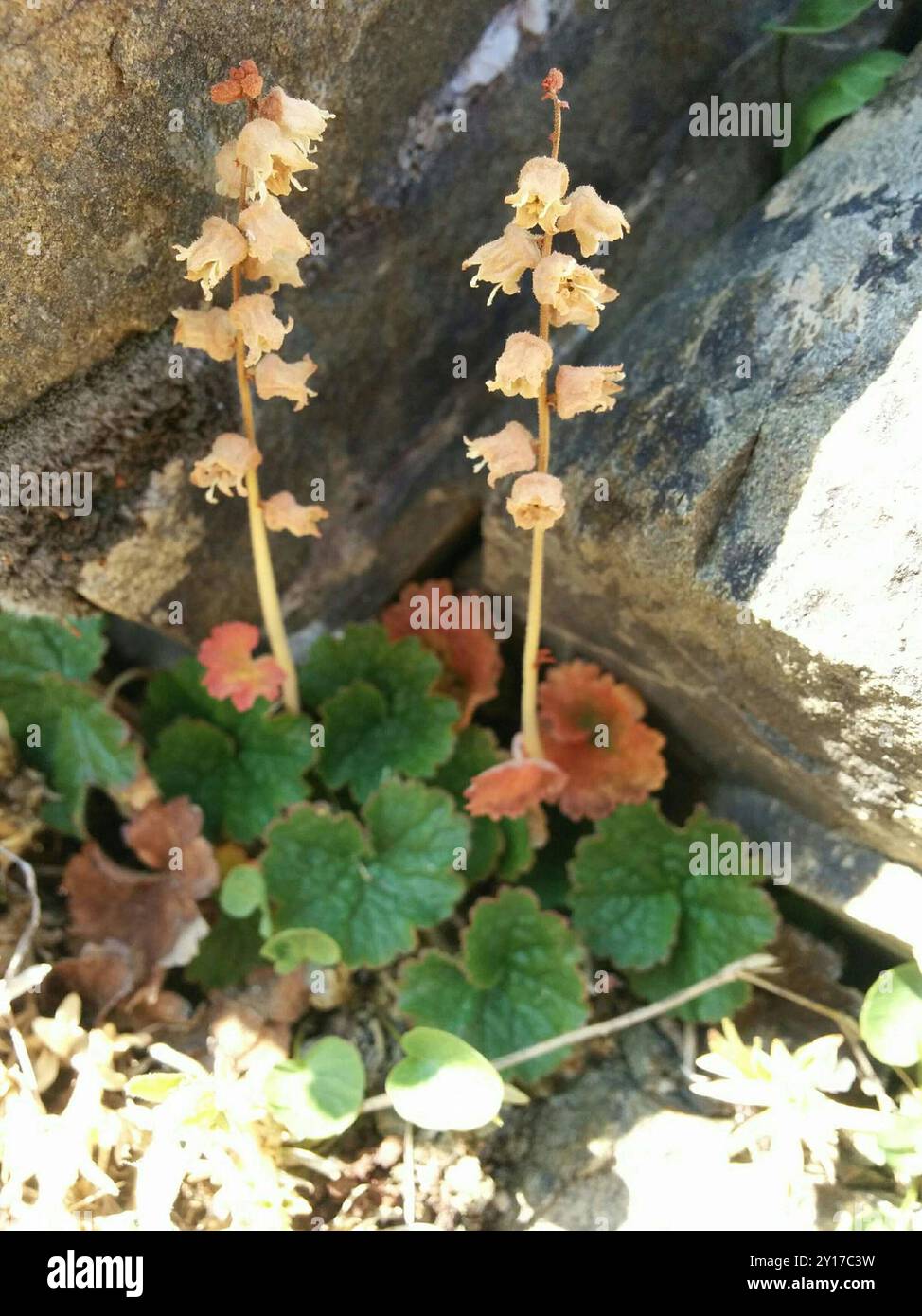 Elmera (Elmera racemosa) Plantae Stock Photo - Alamy
