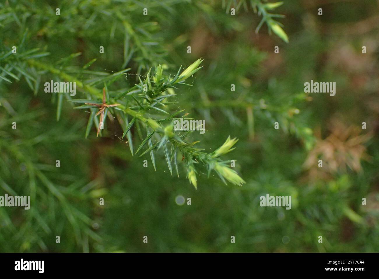 Southern Redcedar (Juniperus virginiana silicicola) Plantae Stock Photo ...