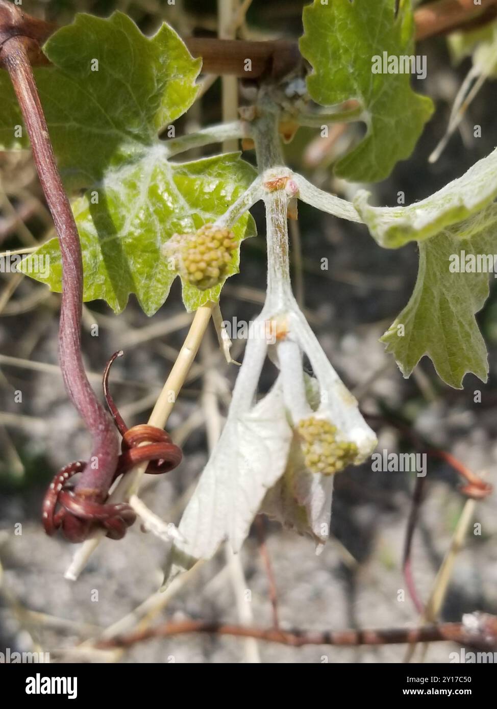 desert wild grape (Vitis girdiana) Plantae Stock Photo - Alamy