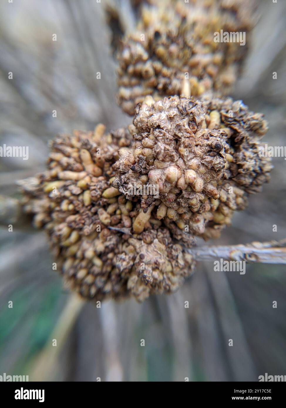 Olive Knot (Pseudomonas savastanoi Stock Photo - Alamy