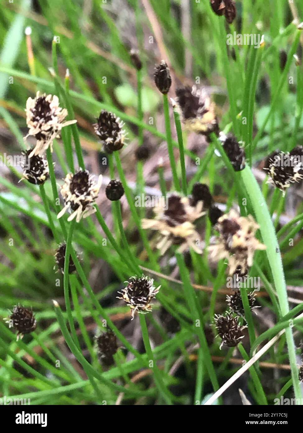 spikerushes (Eleocharis) Plantae Stock Photo - Alamy
