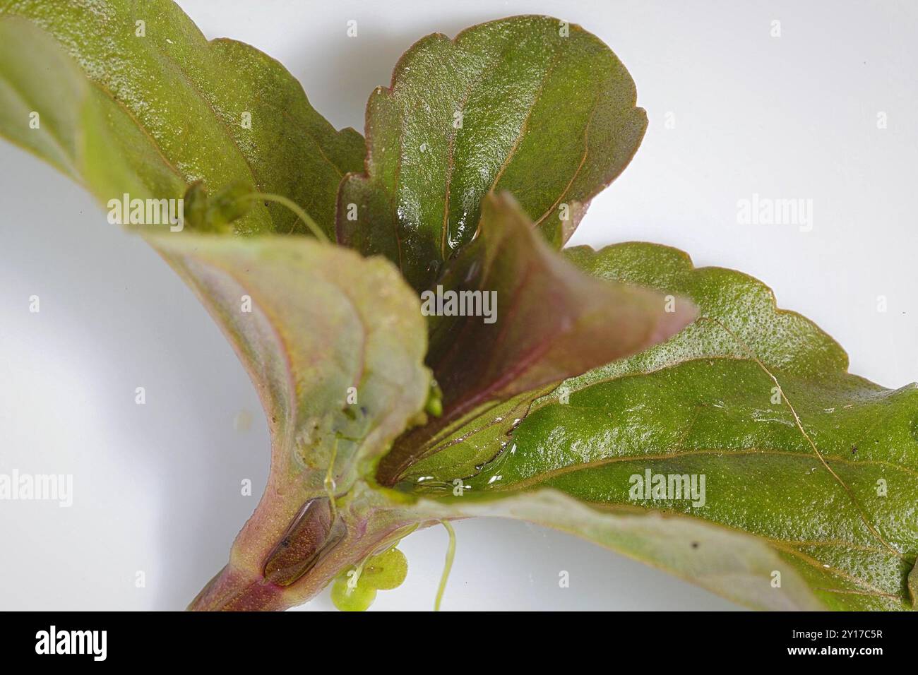 Brooklime (Veronica beccabunga) Plantae Stock Photo - Alamy