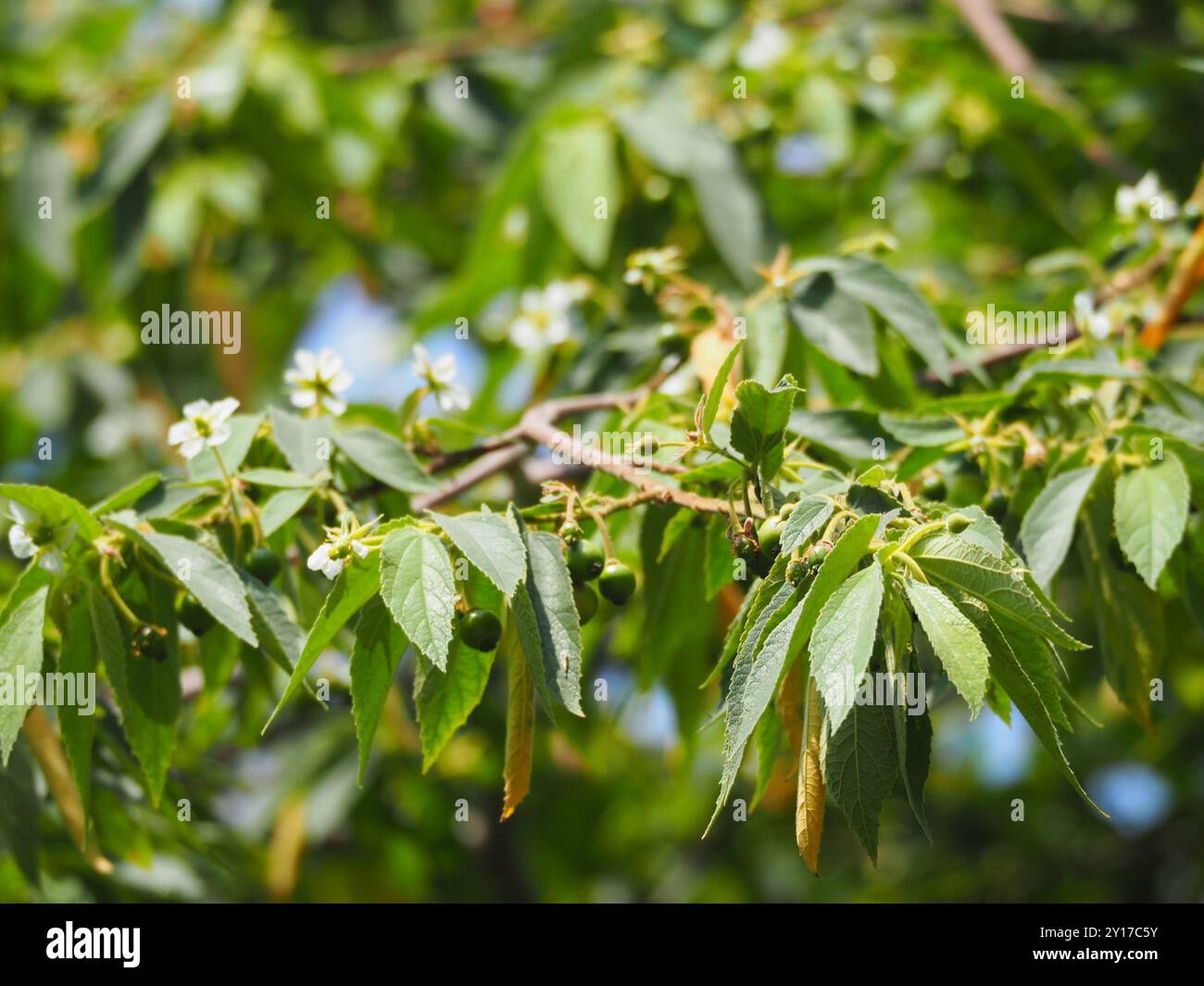 calabur tree (Muntingia calabura) Plantae Stock Photo - Alamy