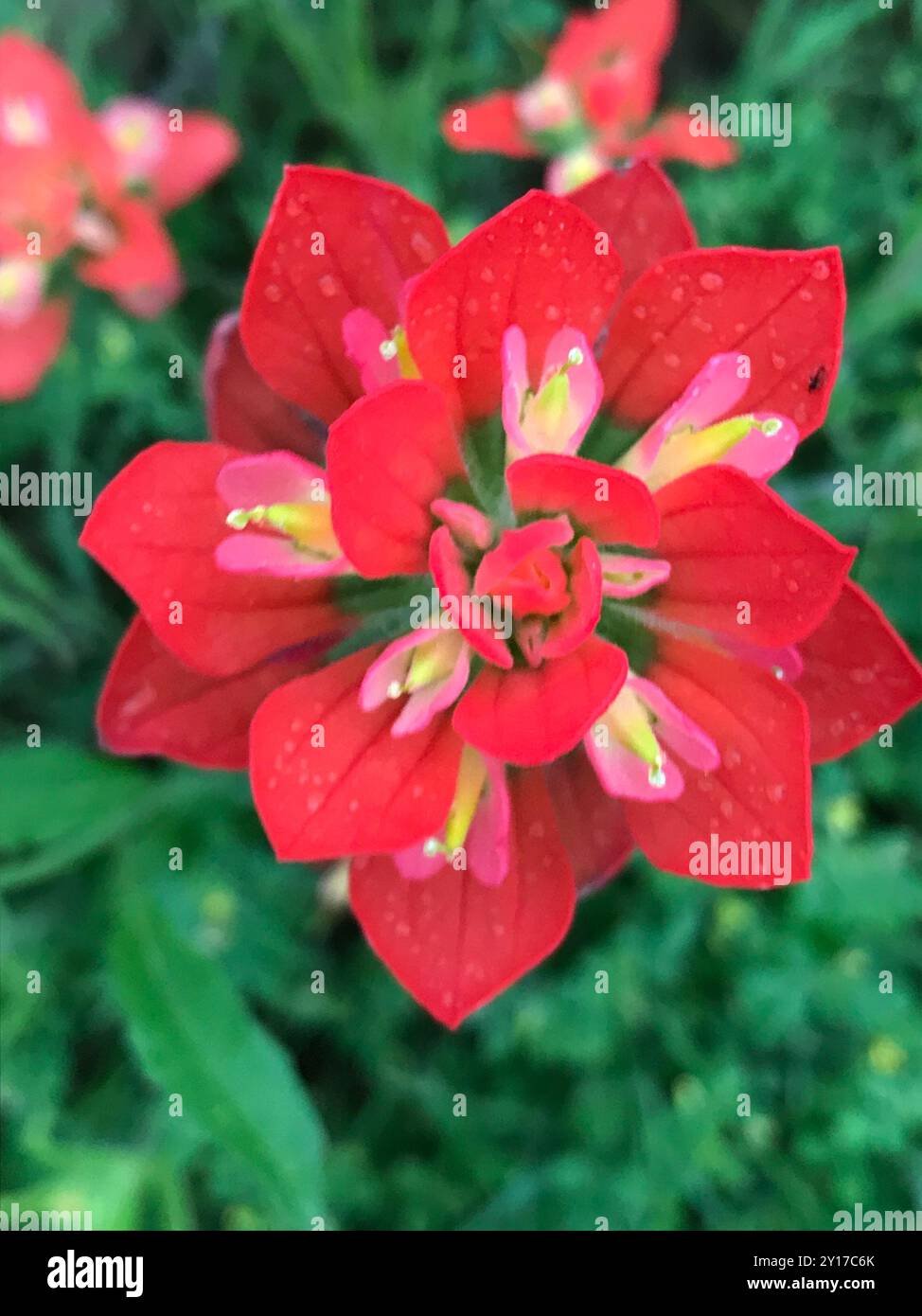 Texas Paintbrush (Castilleja indivisa) Plantae Stock Photo - Alamy