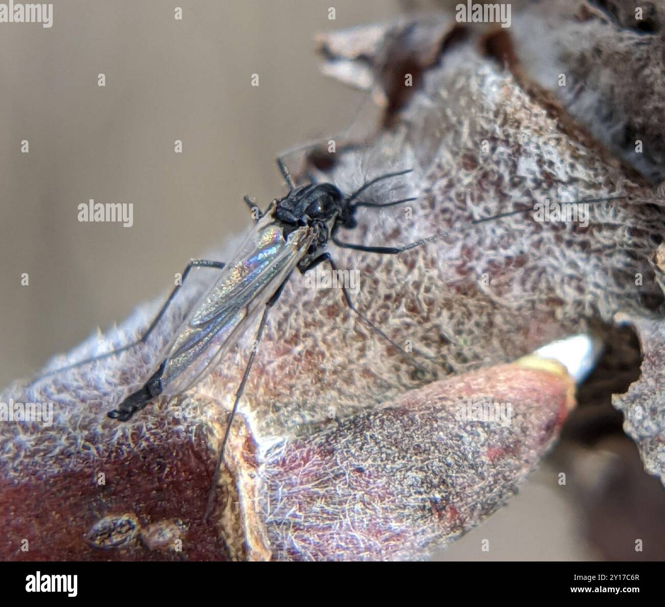 Non-biting Midges (Chironomidae) Insecta Stock Photo - Alamy