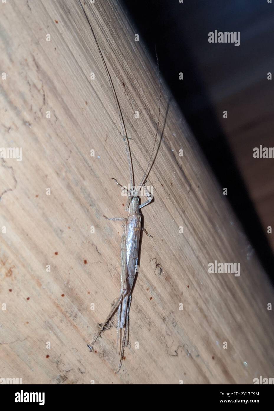 True Crickets and Allies (Grylloidea) Insecta Stock Photo - Alamy