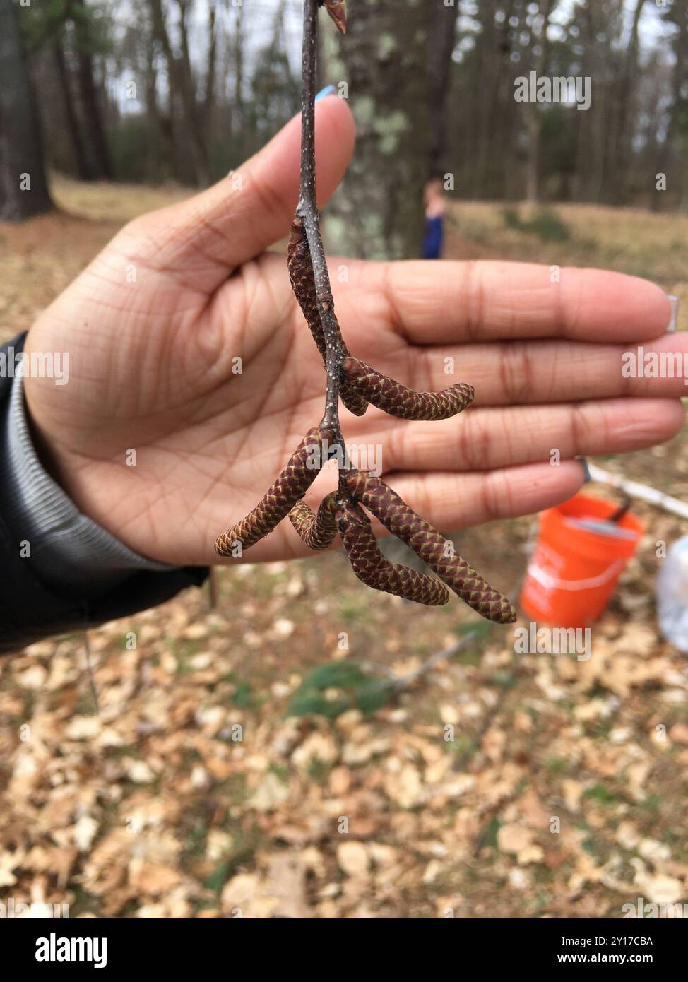 sweet birch (Betula lenta) Plantae Stock Photo - Alamy