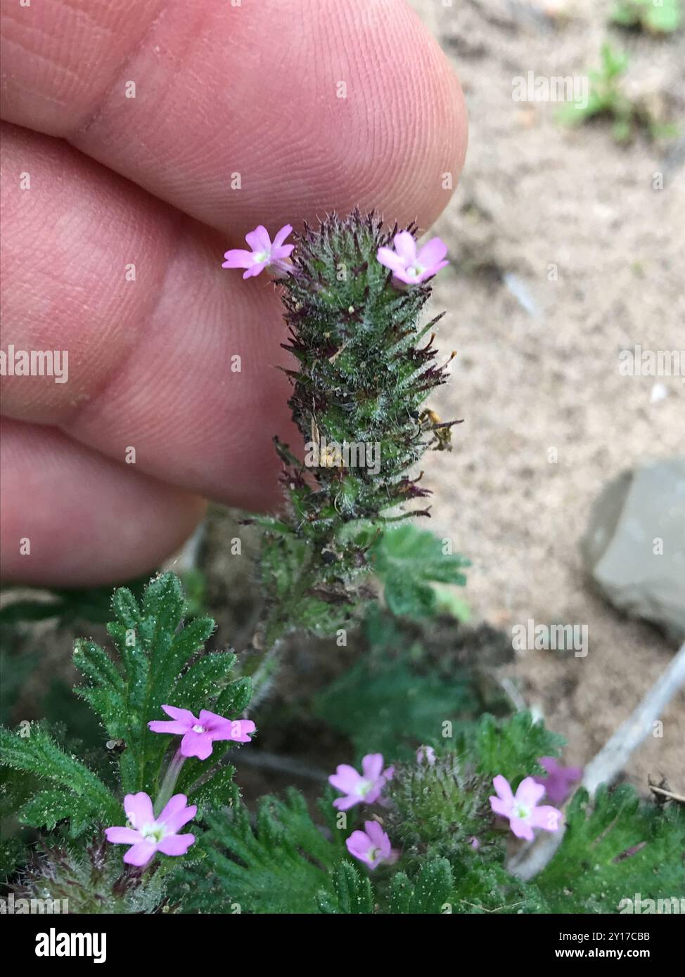 Dwarf Verbena (Glandularia pumila) Plantae Stock Photo - Alamy
