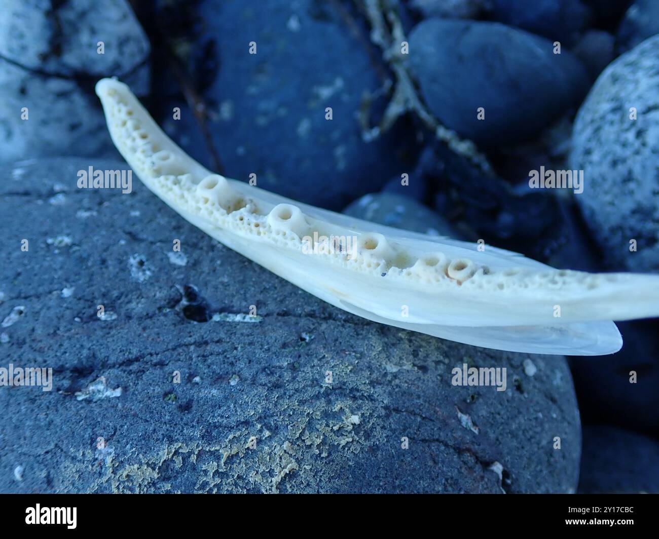 Ray-finned Fishes (Actinopterygii) Actinopterygii Stock Photo - Alamy