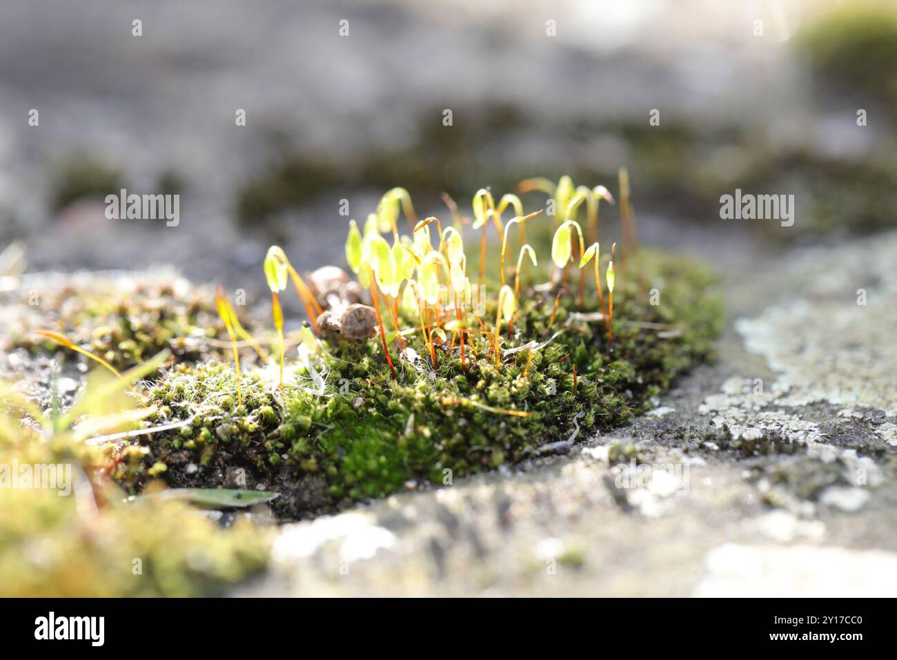 Capillary Thread-moss (Ptychostomum capillare) Plantae Stock Photo - Alamy