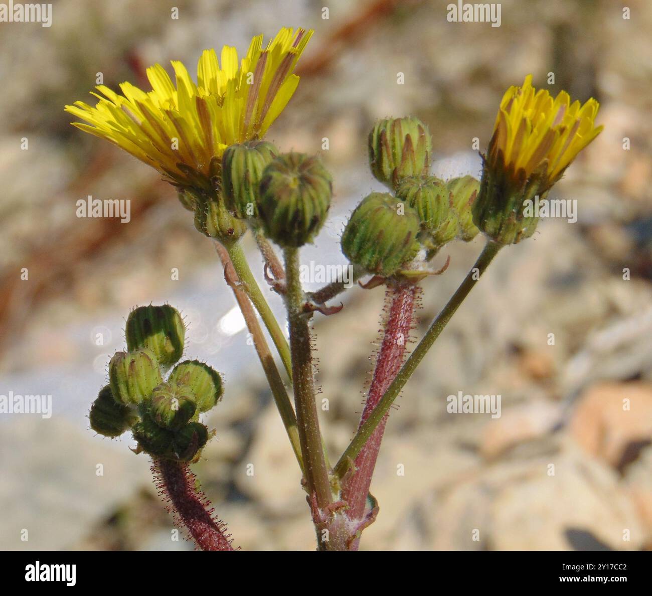 prickly sowthistle (Sonchus asper) Plantae Stock Photo - Alamy