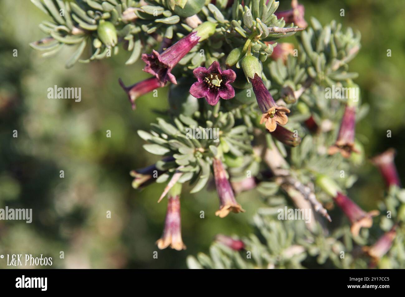 kraal honey-thorn (Lycium afrum) Plantae Stock Photo - Alamy