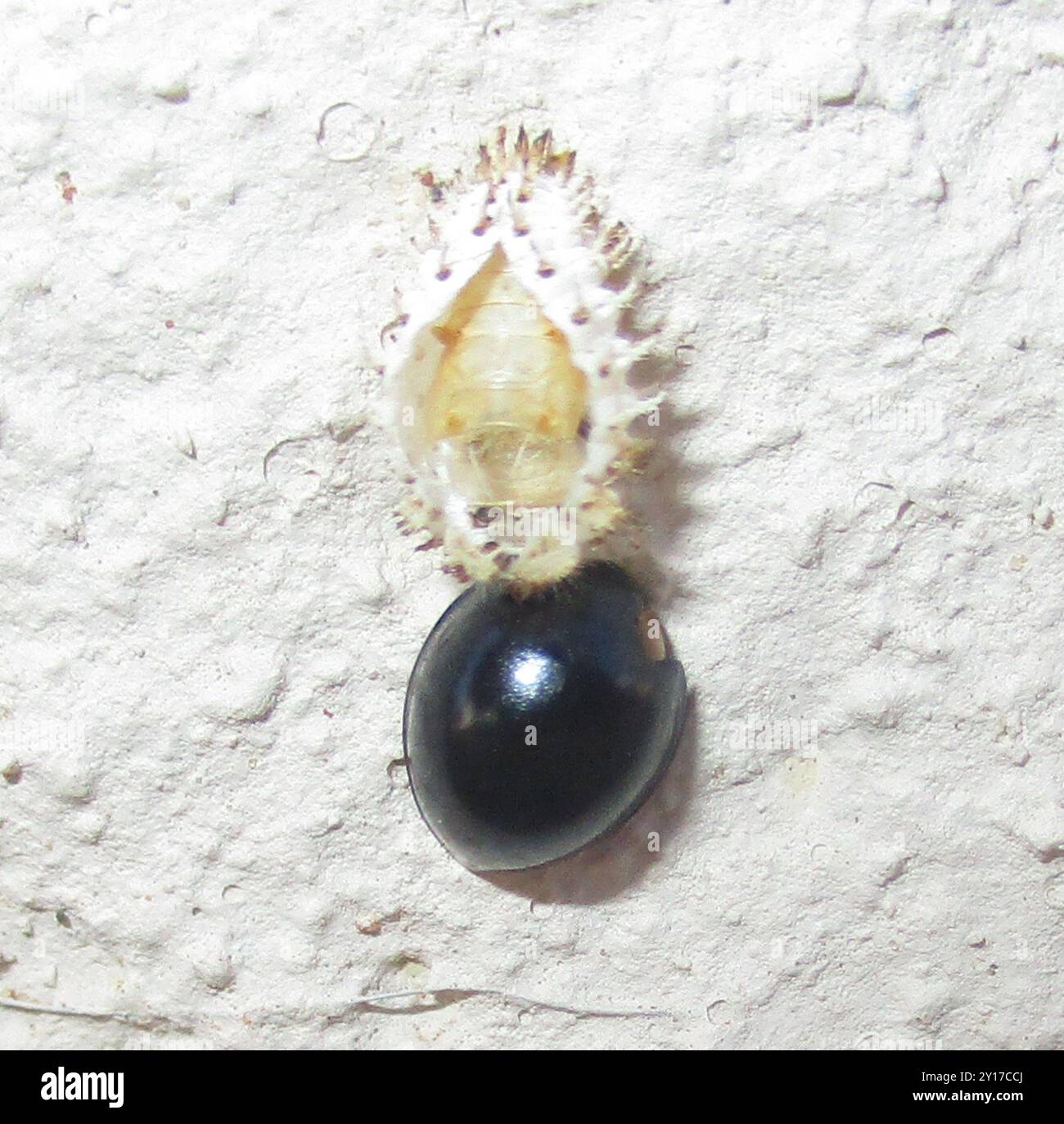 Scale-feeding Lady Beetles (Chilocorinae) Insecta Stock Photo - Alamy