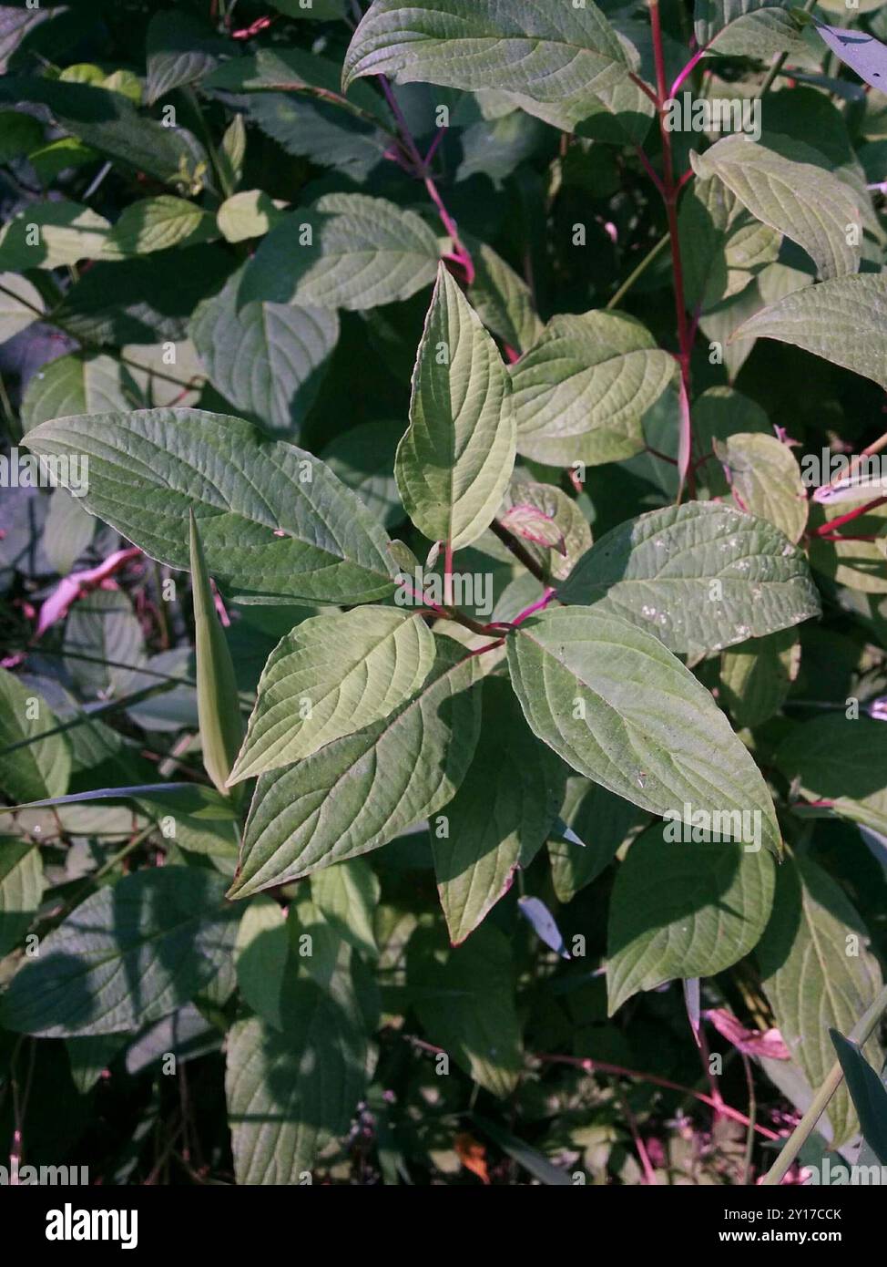 red osier dogwood (Cornus sericea) Plantae Stock Photo - Alamy