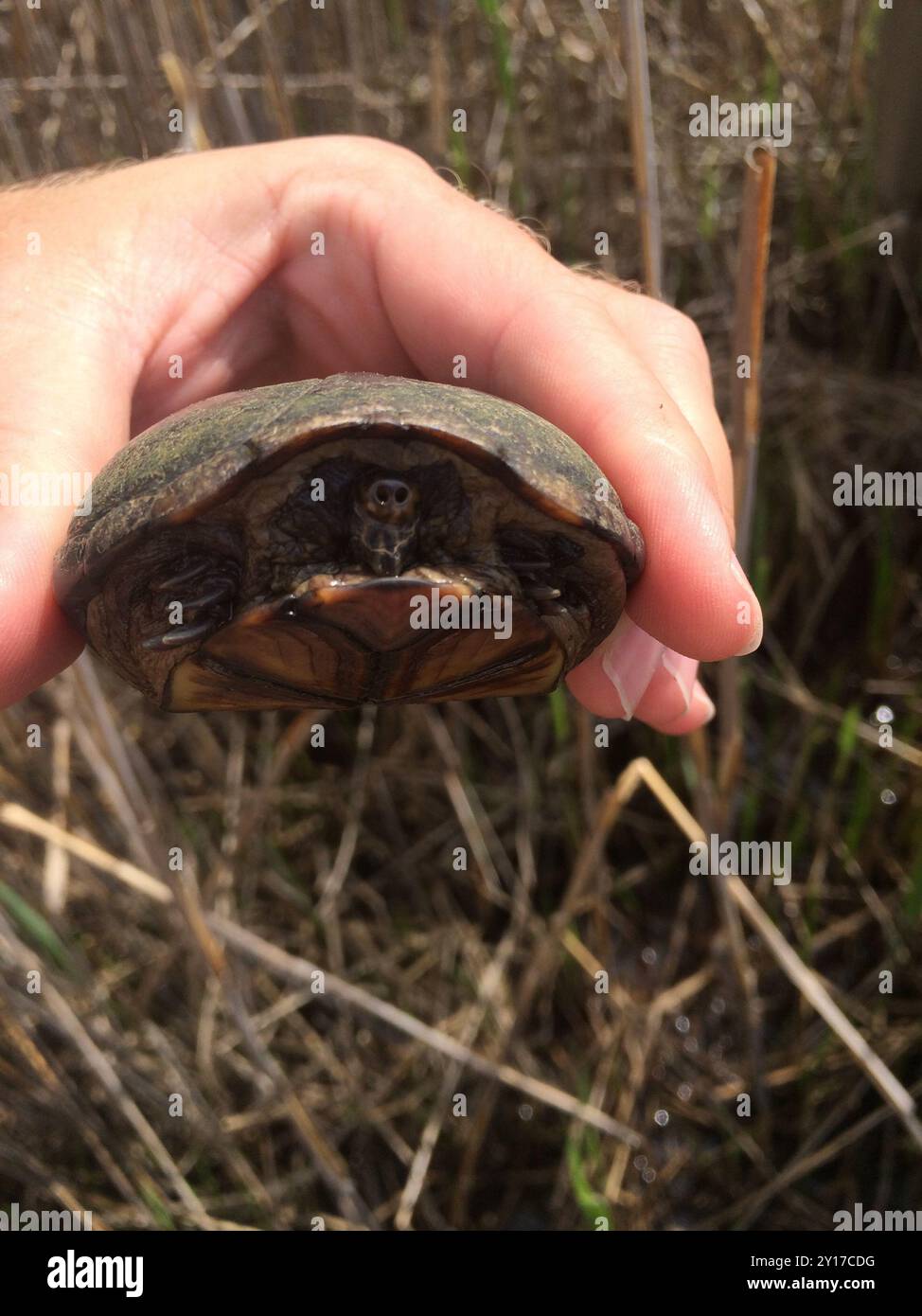 Southeastern Mud Turtle (Kinosternon subrubrum subrubrum) Reptilia Stock Photo - Alamy
