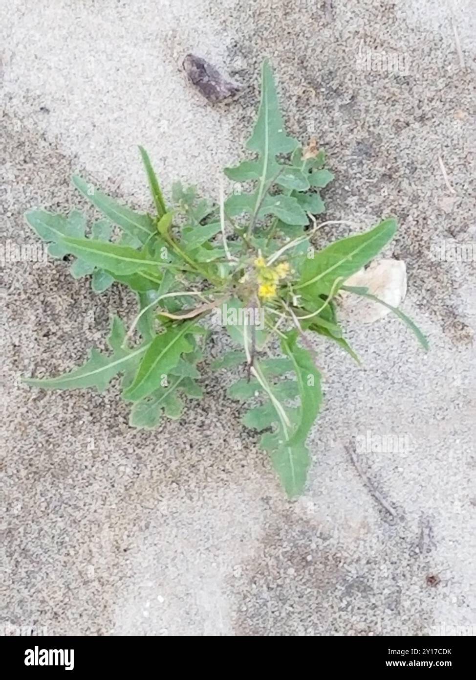 London rocket (Sisymbrium irio) Plantae Stock Photo - Alamy