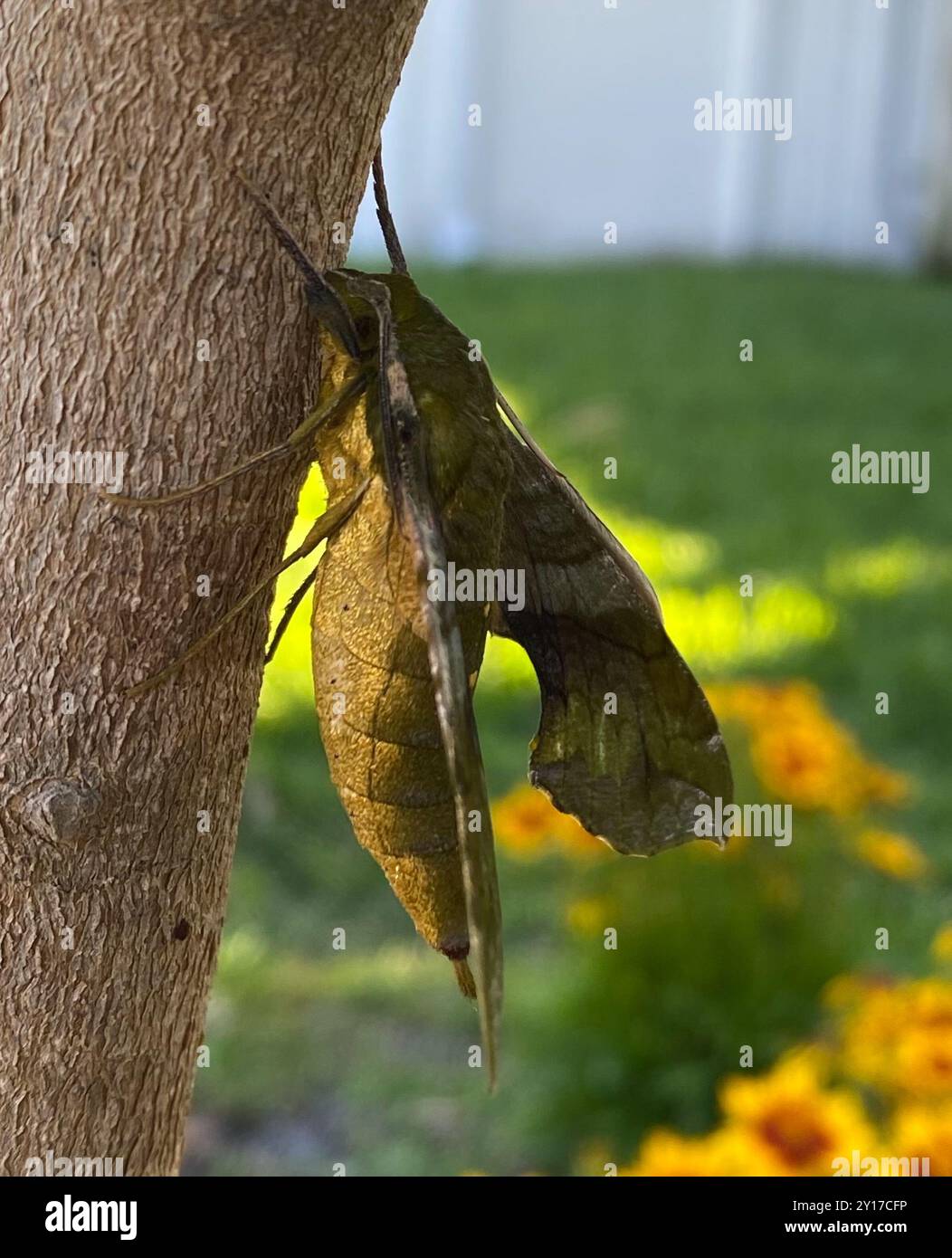 Xylophanes pluto hi-res stock photography and images - Alamy