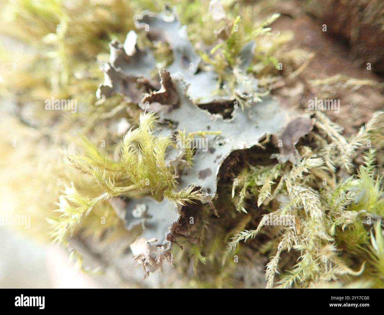 Blacksaddle pelt lichen (Peltigera neckeri) Fungi Stock Photo - Alamy