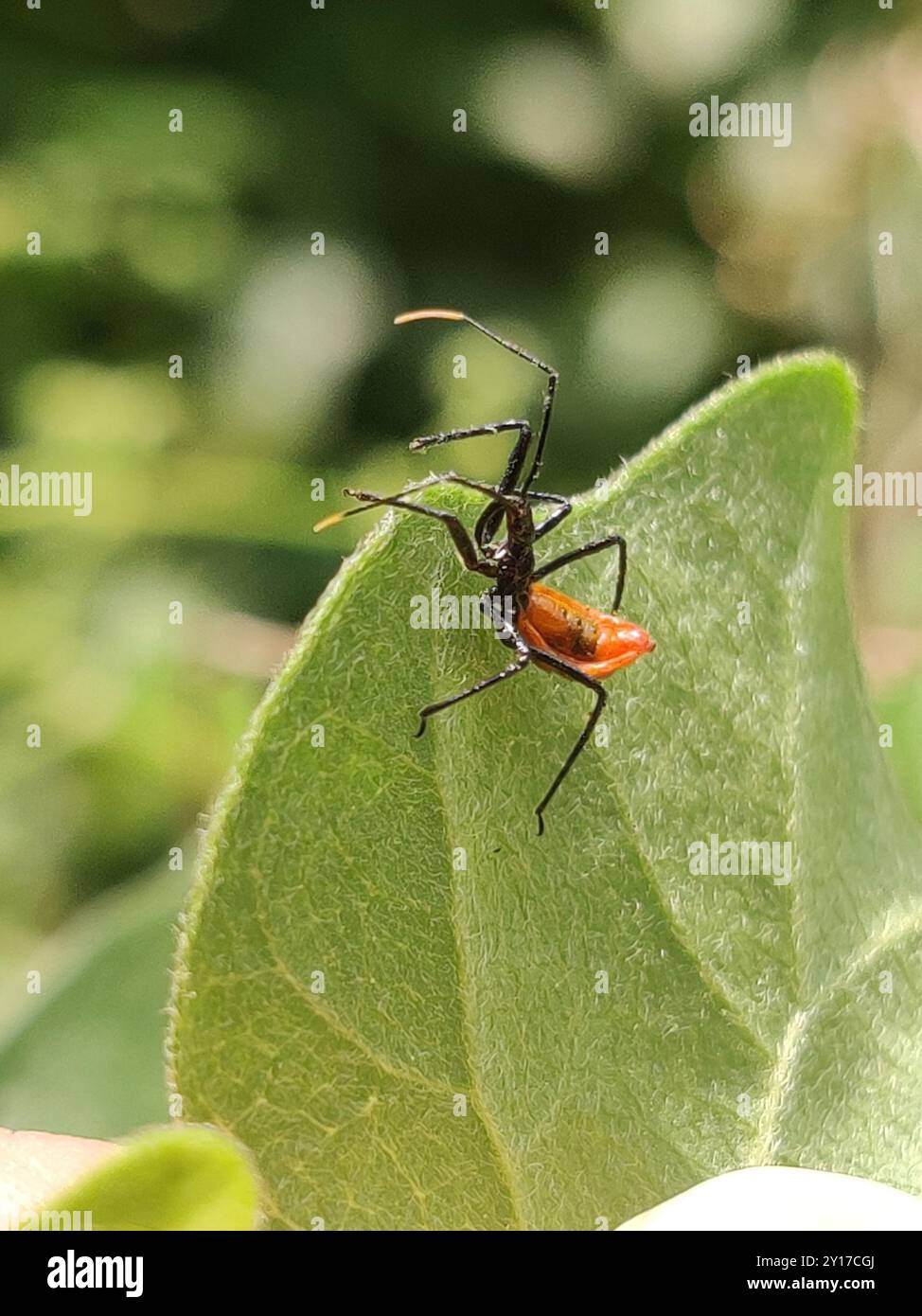 North American Wheel Bug (Arilus cristatus) Insecta Stock Photo - Alamy