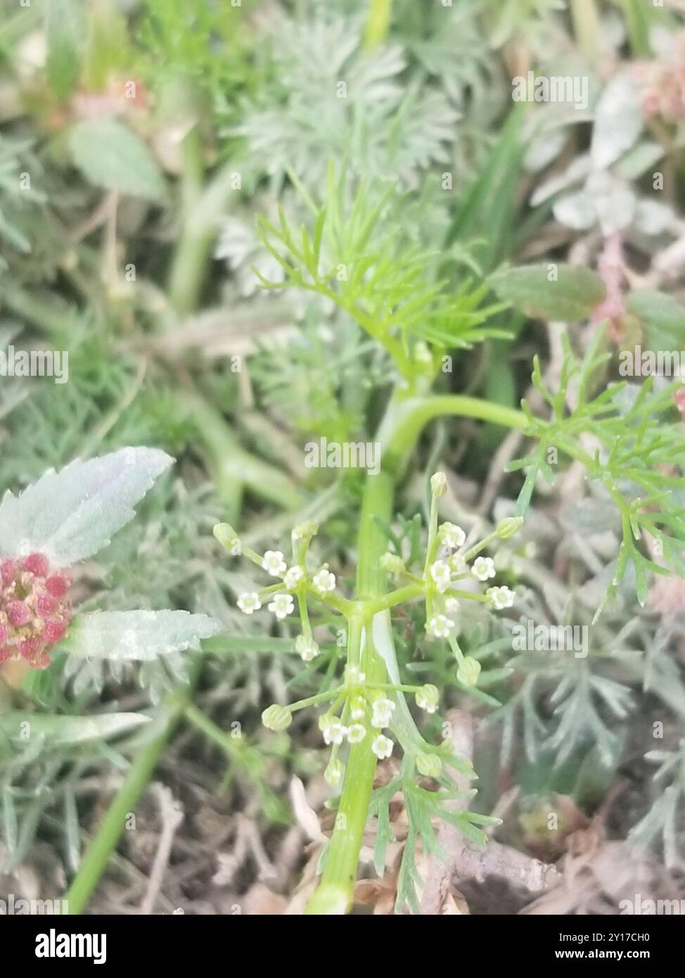 Marsh parsley (Cyclospermum leptophyllum) Plantae Stock Photo - Alamy