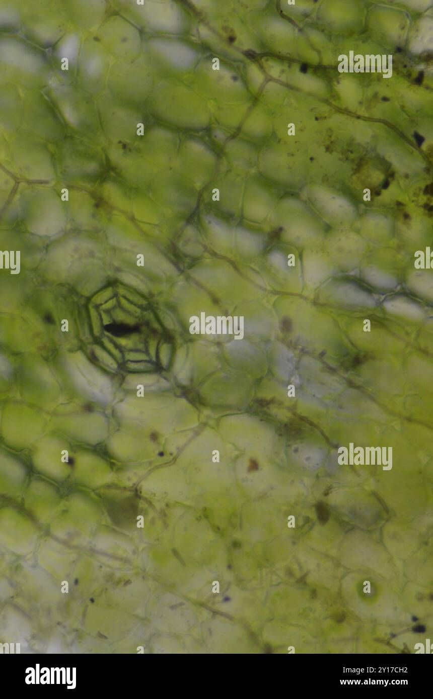 Thin Starwort (Mannia gracilis) Plantae Stock Photo - Alamy