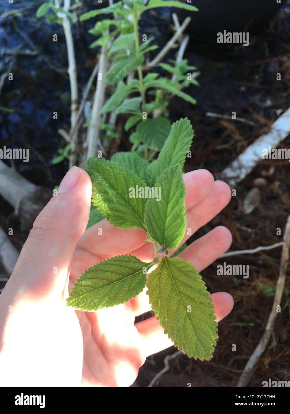 Bushy Lippia (Lippia alba) Plantae Stock Photo - Alamy