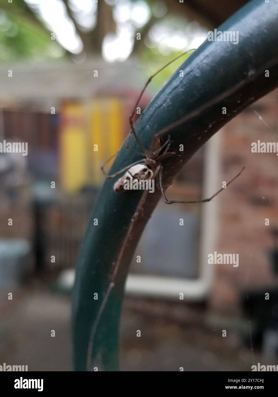 Stretch Spiders (Tetragnatha) Arachnida Stock Photo - Alamy