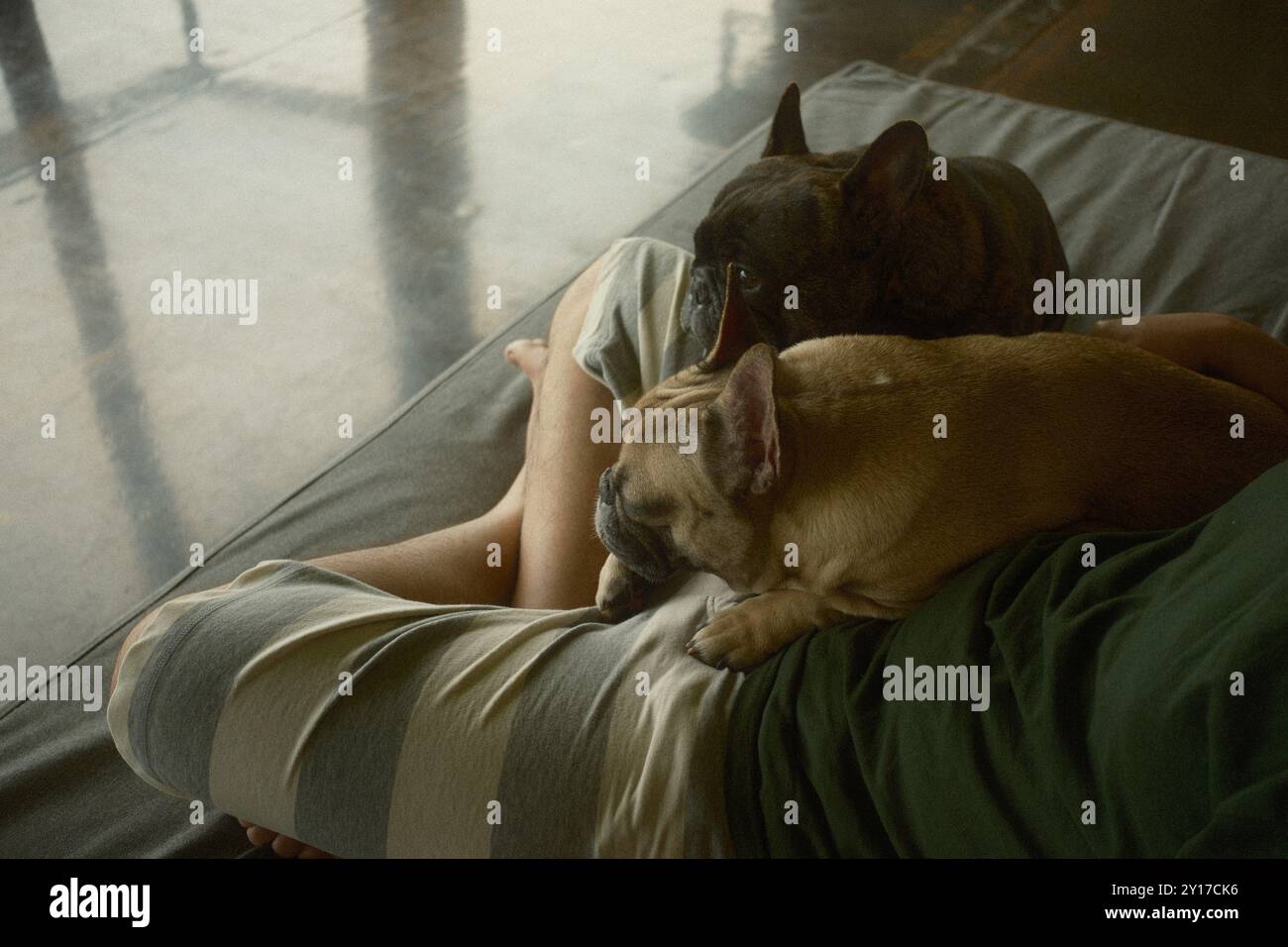 Fawn and black French Bulldogs are relaxing on the lap of their human ...