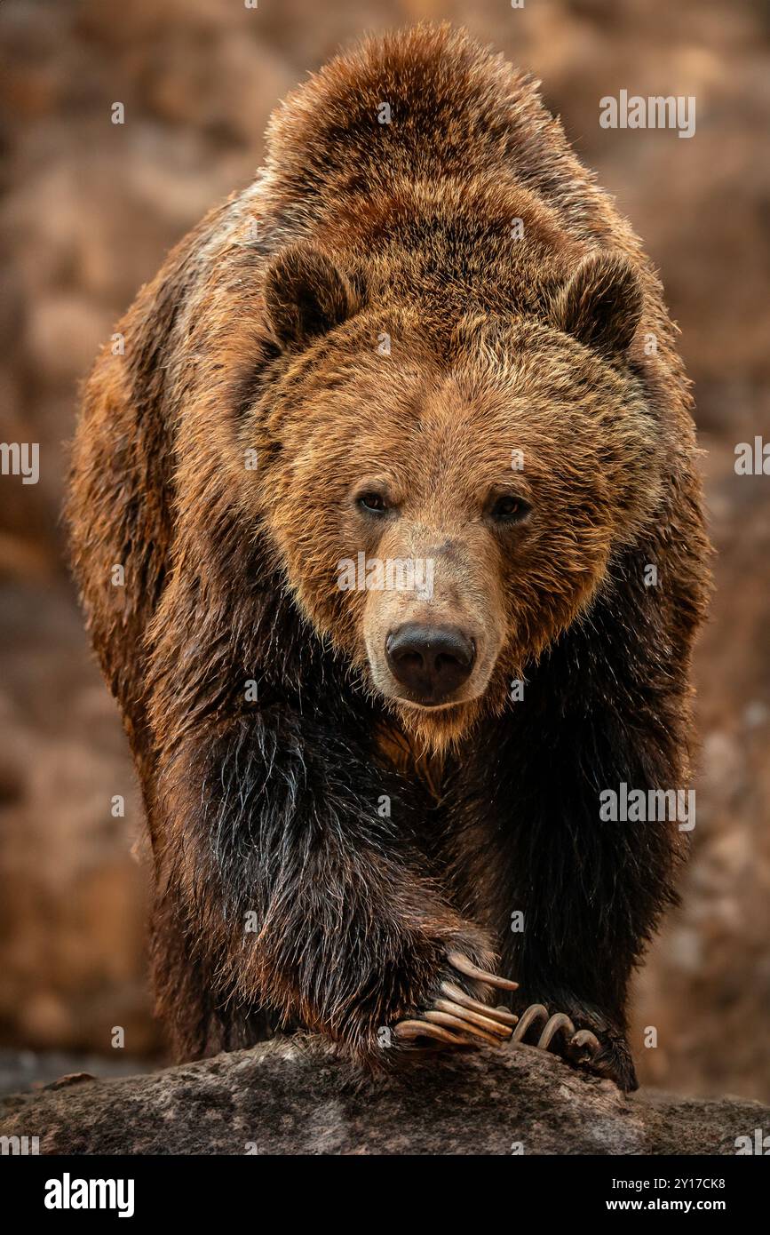 European brown bear bears hi-res stock photography and images - Alamy