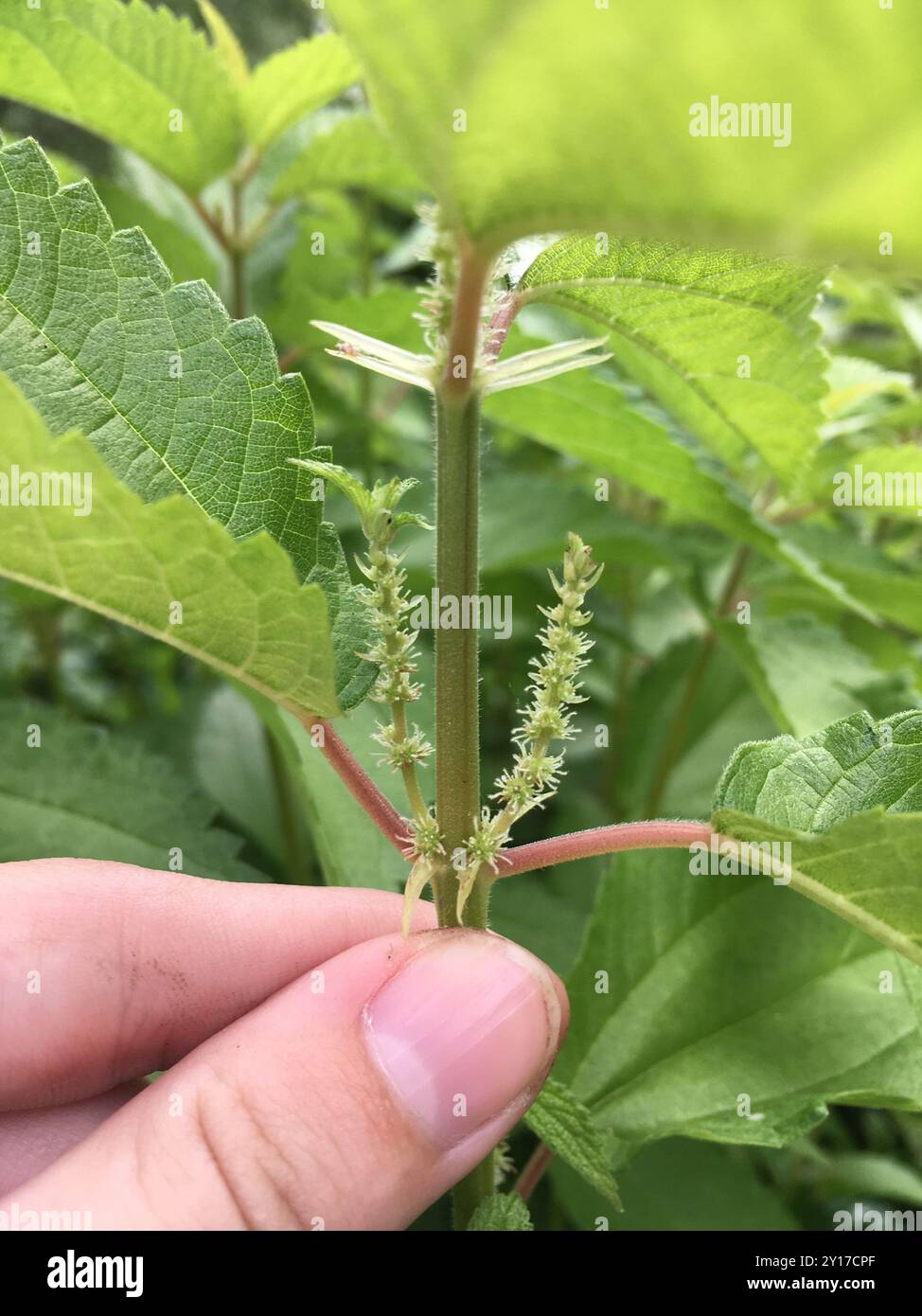 false nettle (Boehmeria cylindrica) Plantae Stock Photo - Alamy